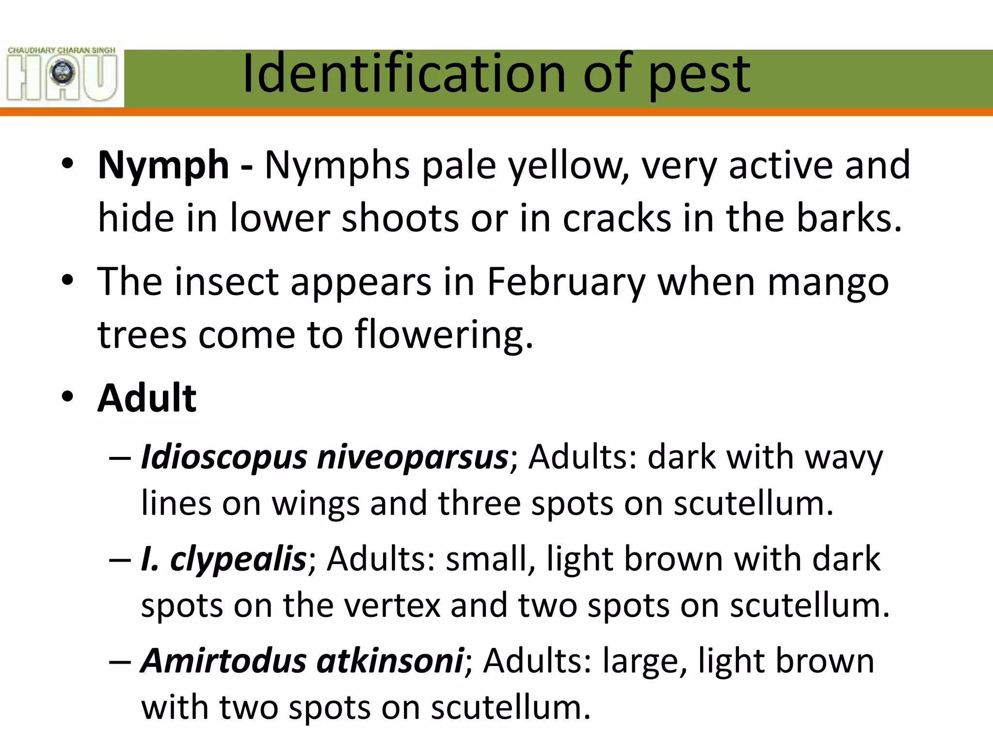 Insect pests of mango and their management | PPTX