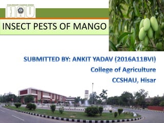 Insect pests of mango and their management | PPTX