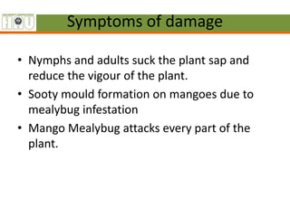 Insect pests of mango and their management | PPTX