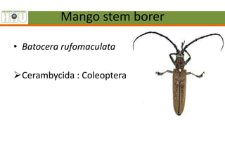Insect pests of mango and their management | PPTX