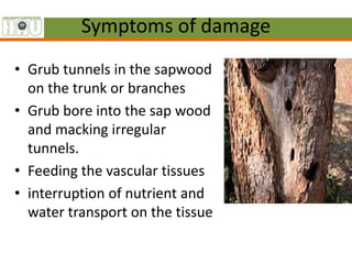 Insect pests of mango and their management | PPTX