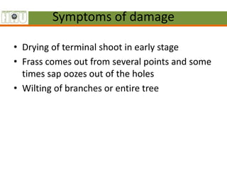 Insect pests of mango and their management | PPTX