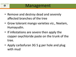 Insect pests of mango and their management | PPTX