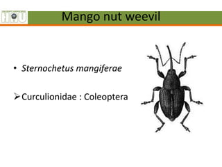 Insect pests of mango and their management | PPTX