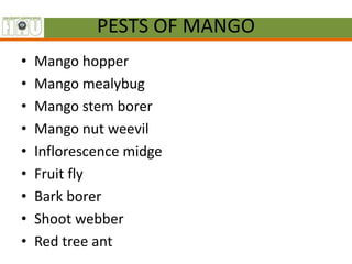 Insect pests of mango and their management | PPTX