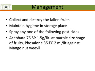 Insect pests of mango and their management | PPTX
