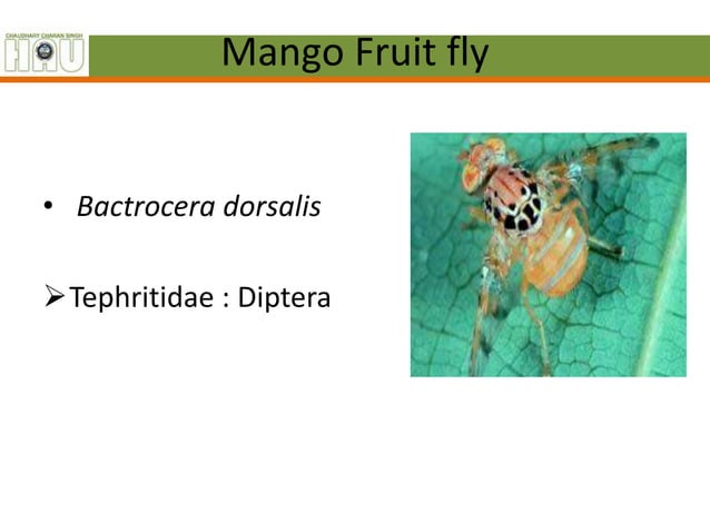 Insect pests of mango and their management | PPTX