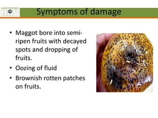 Insect pests of mango and their management | PPTX