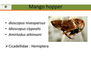 Insect pests of mango and their management | PPTX