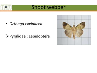 Insect pests of mango and their management | PPTX