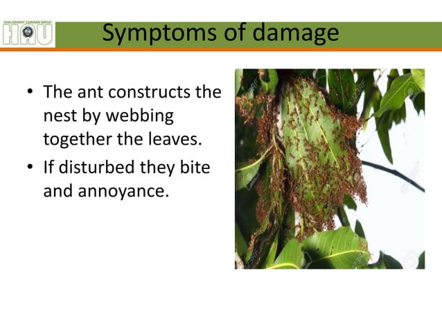 Insect pests of mango and their management | PPTX