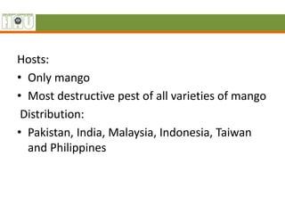 Insect pests of mango and their management | PPTX