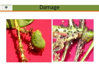 Insect pests of mango and their management | PPTX