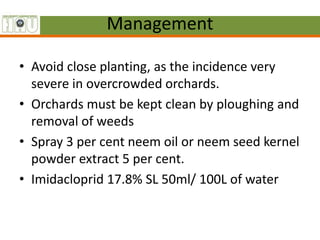 Insect pests of mango and their management | PPTX