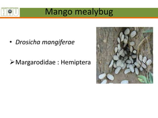 Insect pests of mango and their management | PPT