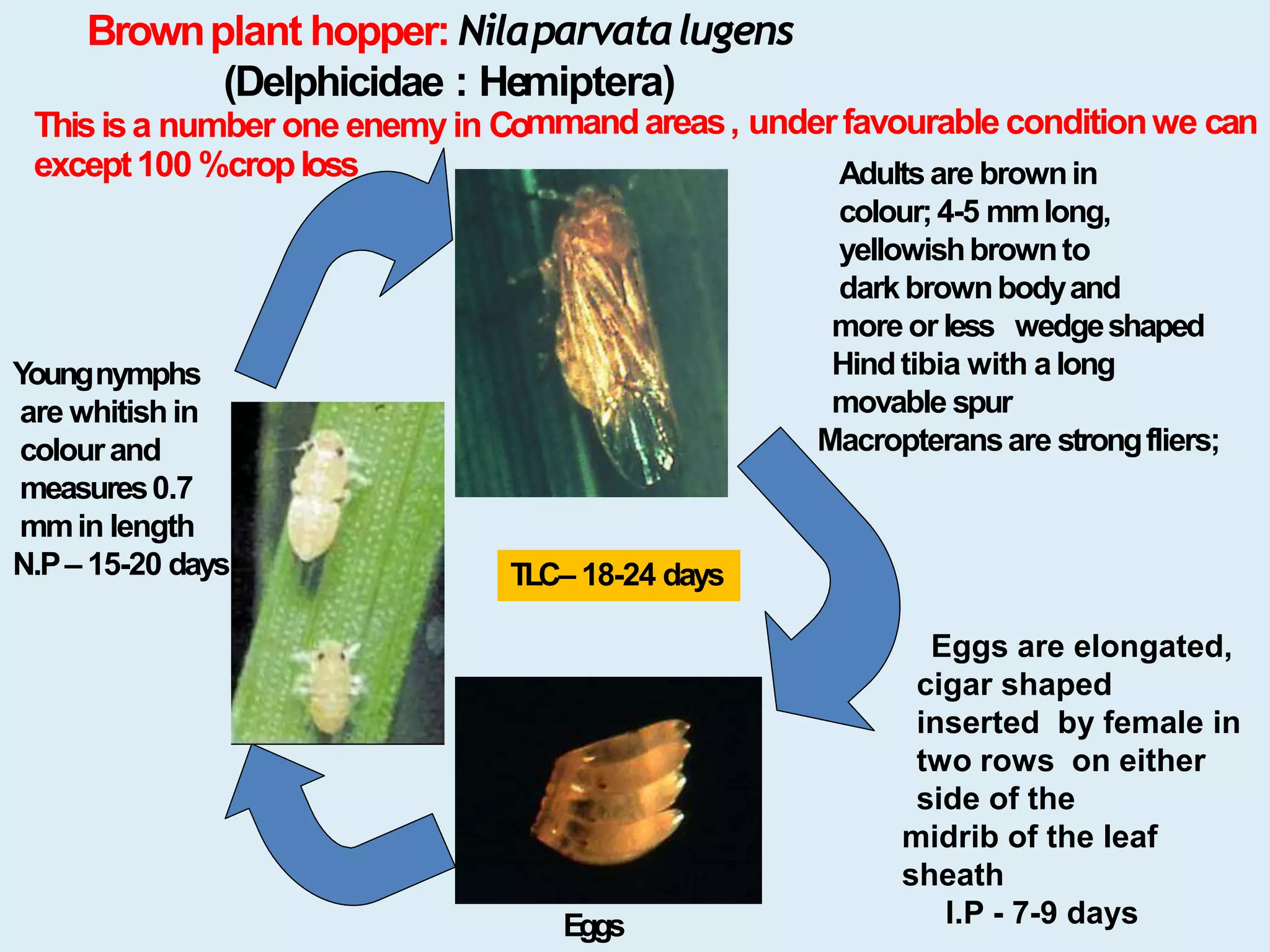 Insect pests of paddy | PPTX