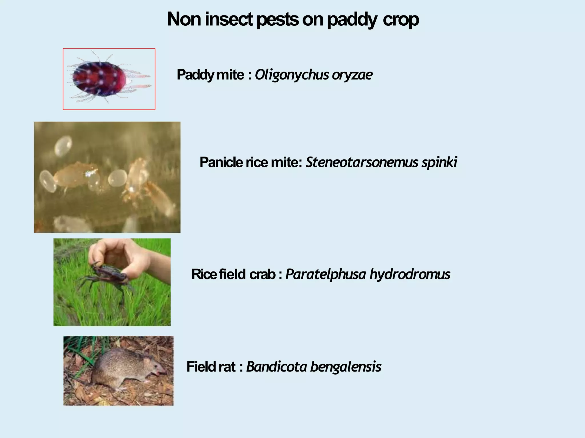 Insect pests of paddy | PPTX