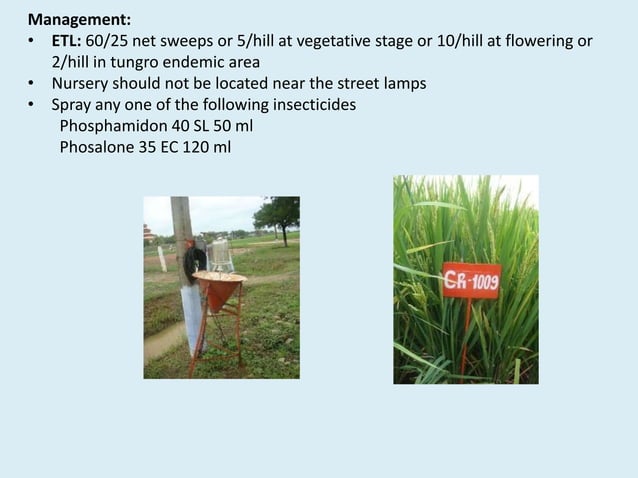 Insect pests of paddy | PPTX