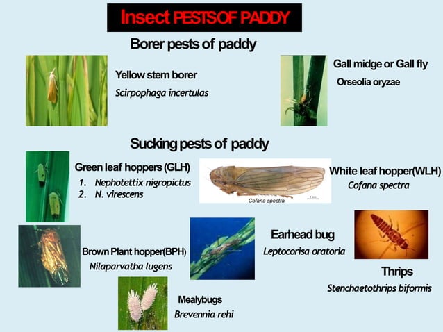 Insect pests of paddy | PPTX