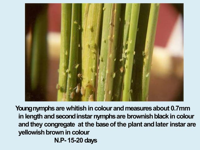 Insect pests of paddy | PPTX