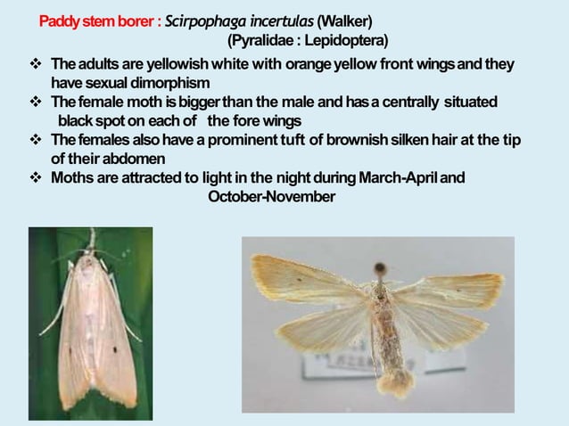 Insect pests of paddy | PPTX