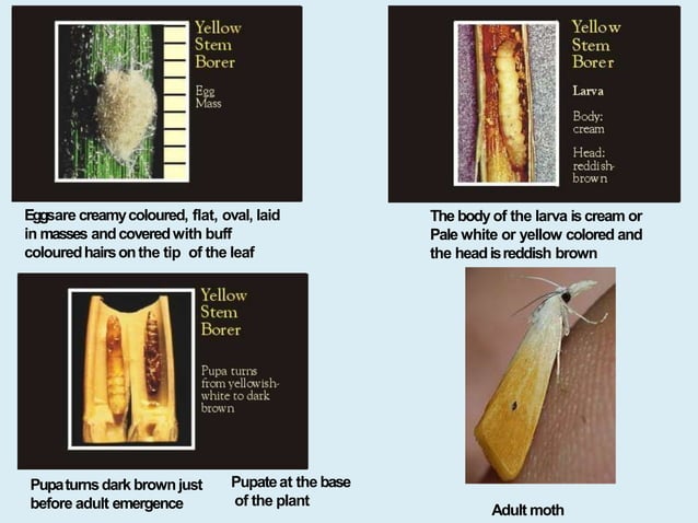 Insect pests of paddy | PPTX