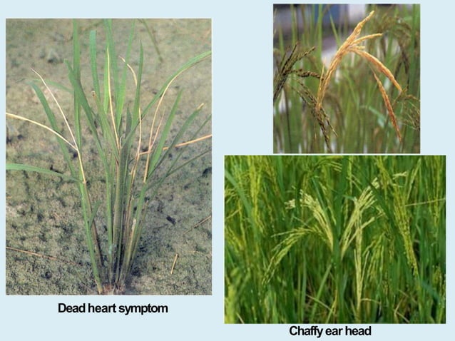 Insect pests of paddy