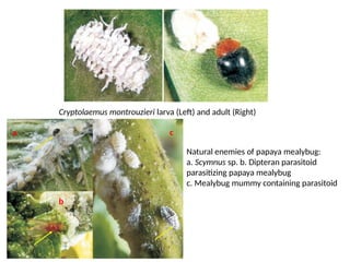 Insect pests of papaya and management practices | PPTX