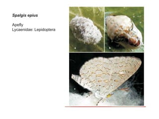 Insect pests of papaya and management practices | PPTX