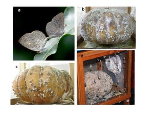 Insect pests of papaya and management practices | PPTX