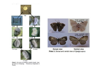 Insect pests of papaya and management practices | PPTX