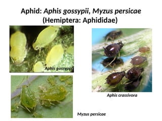 Insect pests of papaya and management practices | PPTX