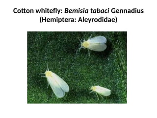 Insect pests of papaya and management practices | PPTX