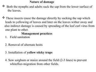 Insect pests of papaya and management practices | PPTX