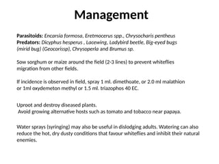 Insect pests of papaya and management practices | PPTX