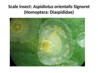 Insect pests of papaya and management practices | PPTX