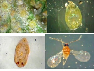 Insect pests of papaya and management practices | PPTX