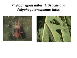 Insect pests of papaya and management practices | PPTX