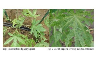 Insect pests of papaya and management practices | PPTX