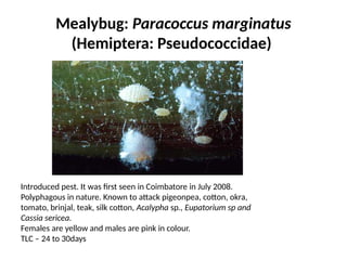 Insect pests of papaya and management practices | PPTX
