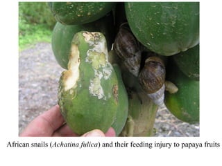 Insect pests of papaya and management practices | PPTX