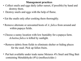 Insect pests of papaya and management practices | PPTX