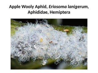 Insect pests of papaya and management practices | PPTX