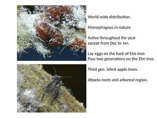 Insect pests of papaya and management practices | PPTX