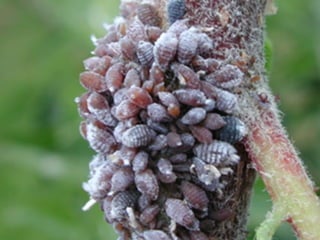 Insect pests of papaya and management practices | PPTX