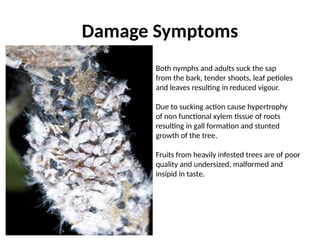 Insect pests of papaya and management practices | PPTX