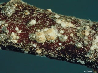 Insect pests of papaya and management practices | PPTX