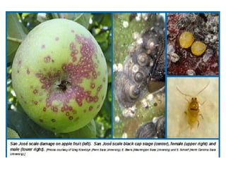 Insect pests of papaya and management practices | PPTX