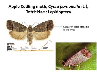 Insect pests of papaya and management practices | PPTX