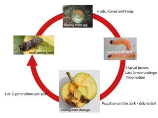 Insect pests of papaya and management practices | PPTX
